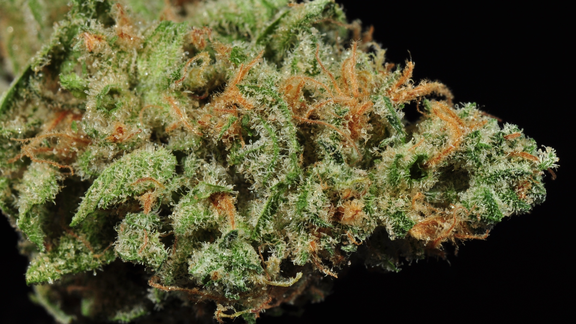 Blue Dream Strain: History and Information